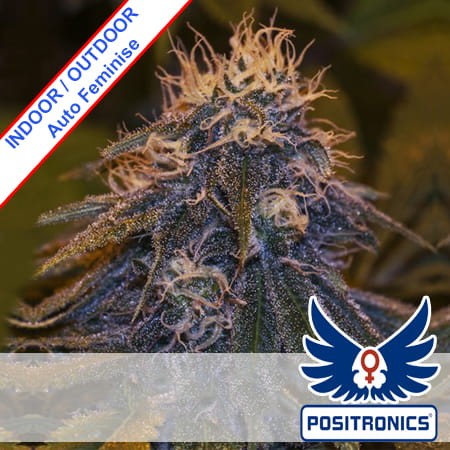 Critical #47 Express Auto Feminise - Nasiona | Auto Feminizowane ...